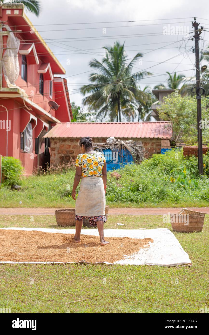 Rachol, Goa India- Oct 9 2021 Local farmers harvesting,, drying and de ...