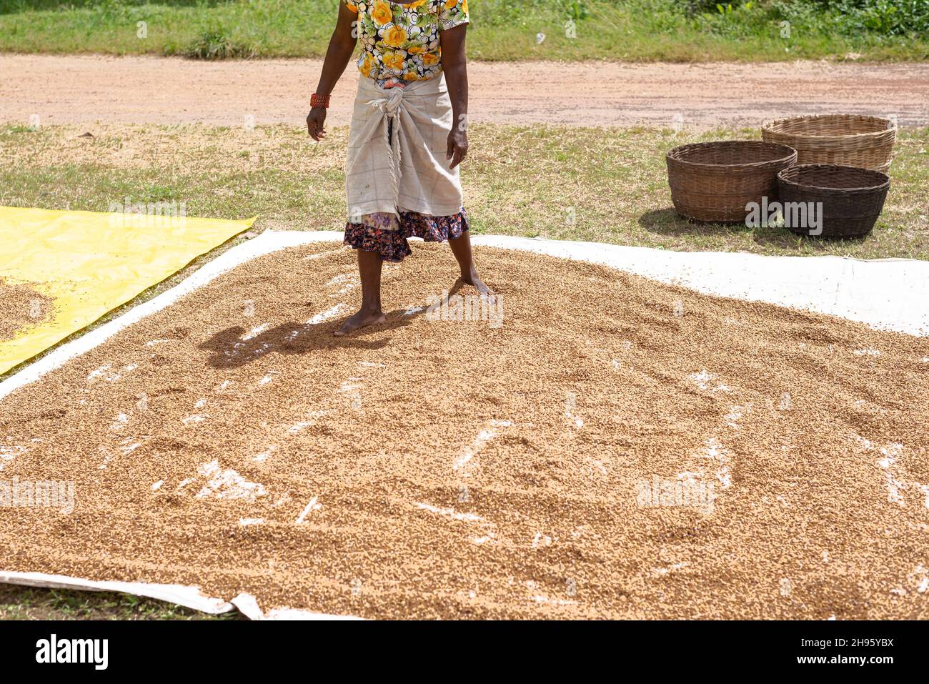 Rachol, Goa India- Oct 9 2021 Local farmers harvesting,, drying and de ...