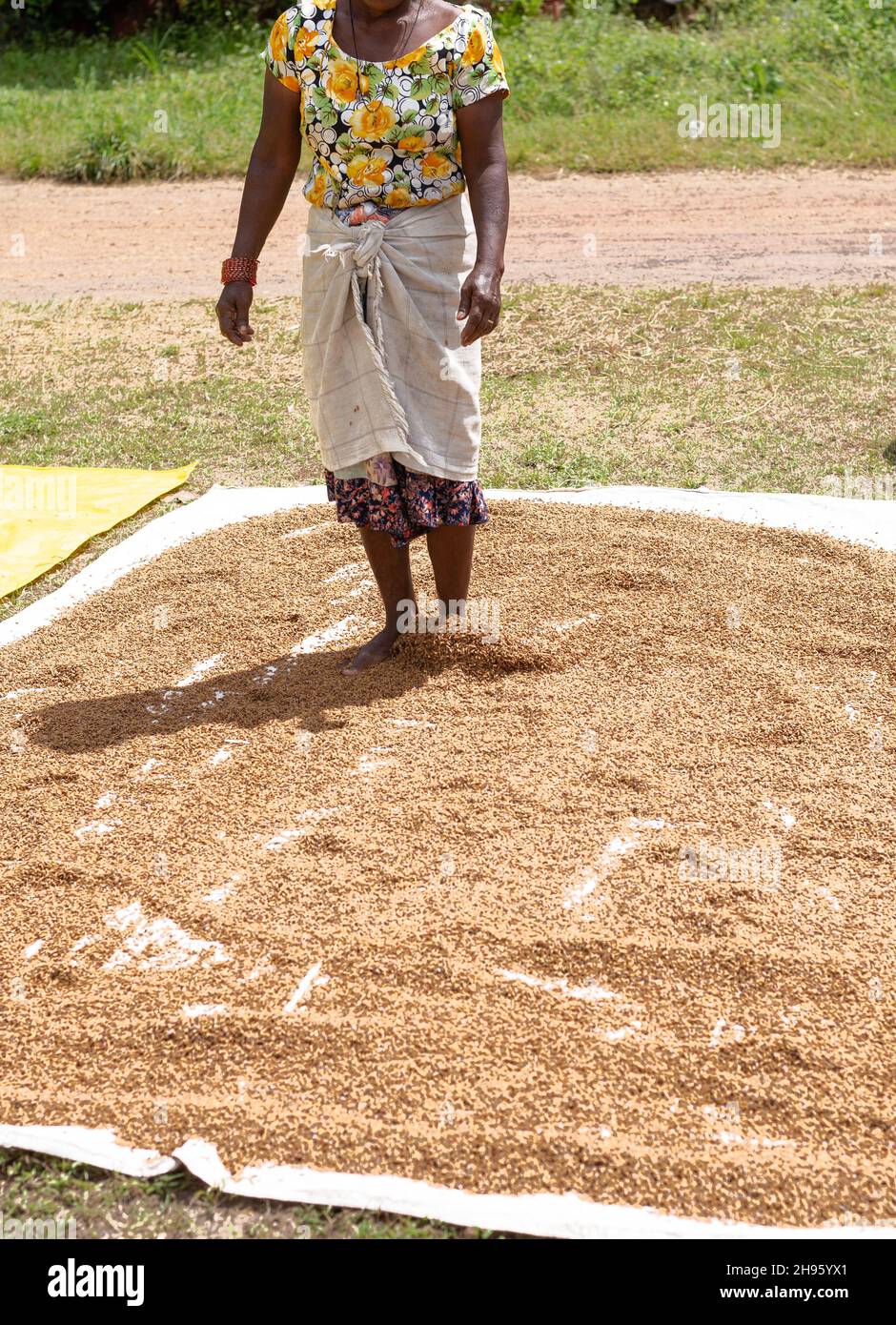 Rachol, Goa India- Oct 9 2021 Local farmers harvesting,, drying and de ...