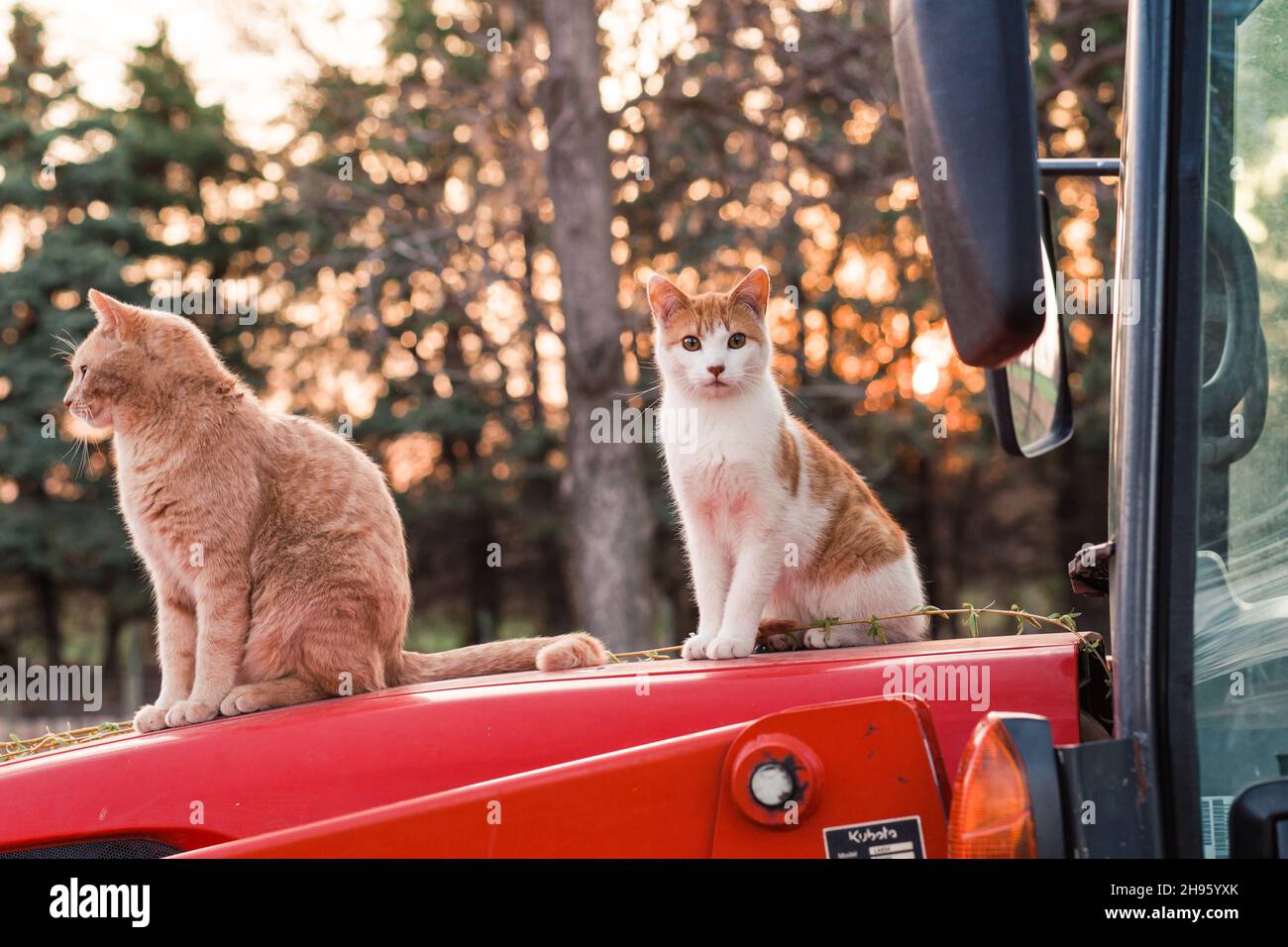 Car loving kitty hi-res stock photography and images - Alamy