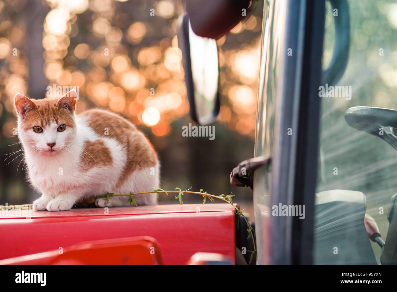 Car loving kitty hi-res stock photography and images - Alamy