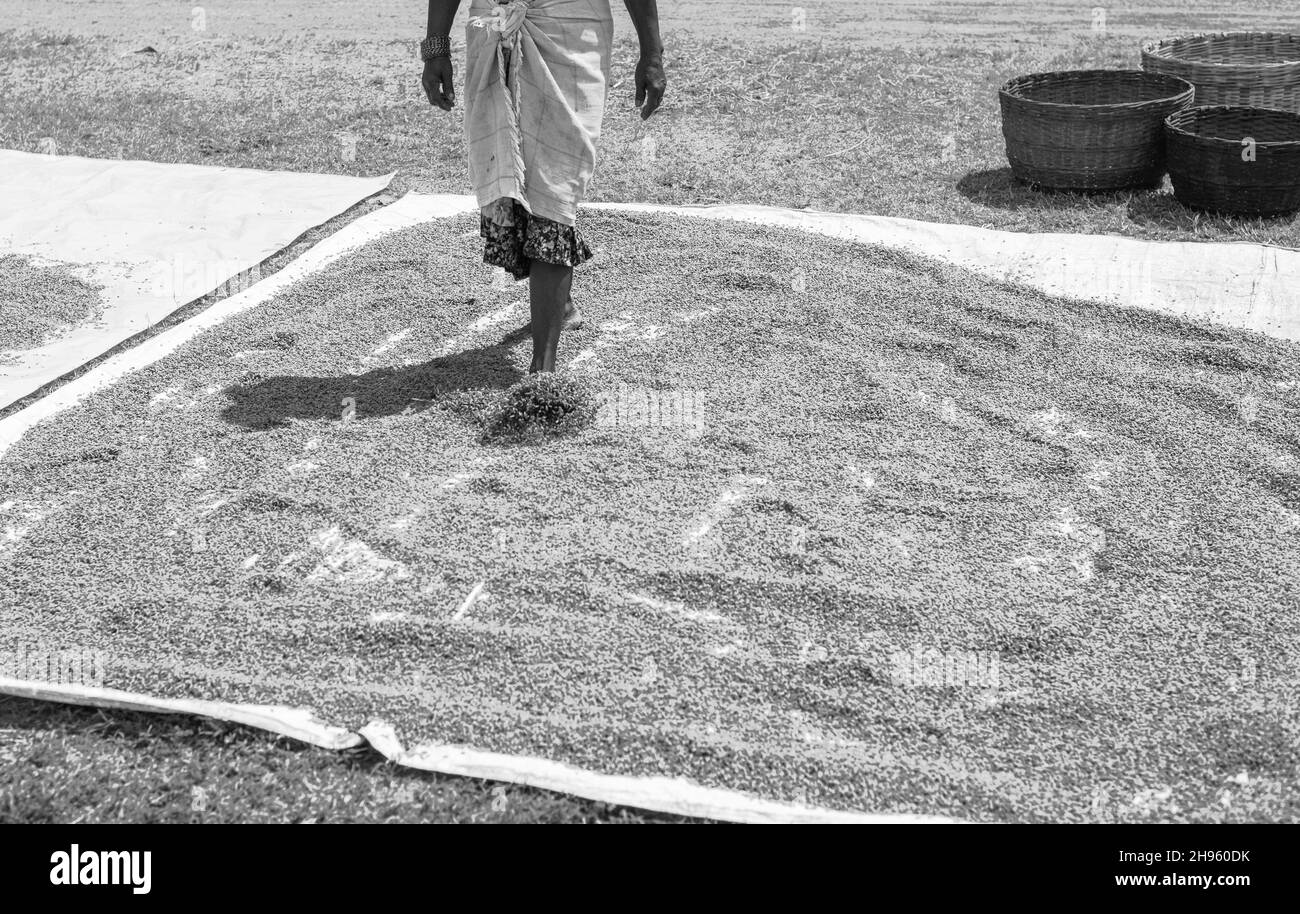 Rachol, Goa India- Oct 9 2021 Local farmers harvesting,, drying and de ...