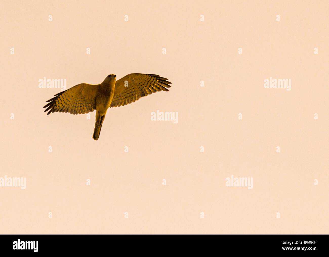 Shikra in flight hi-res stock photography and images - Alamy