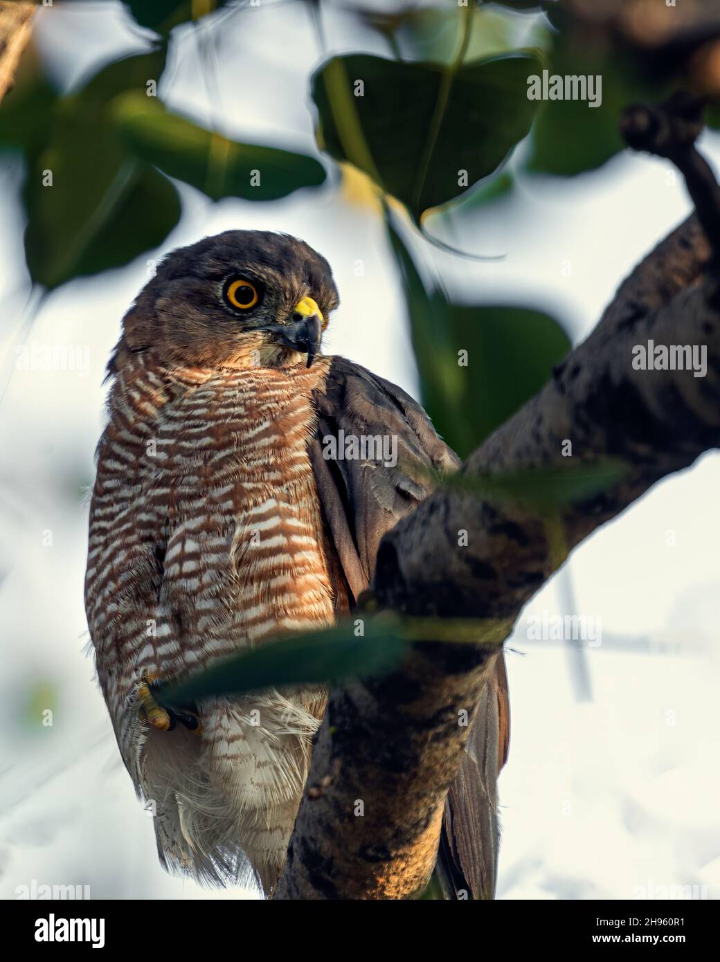 Close-up shot of a Eurasian sparrowhawk perched on a tree branch Stock ...