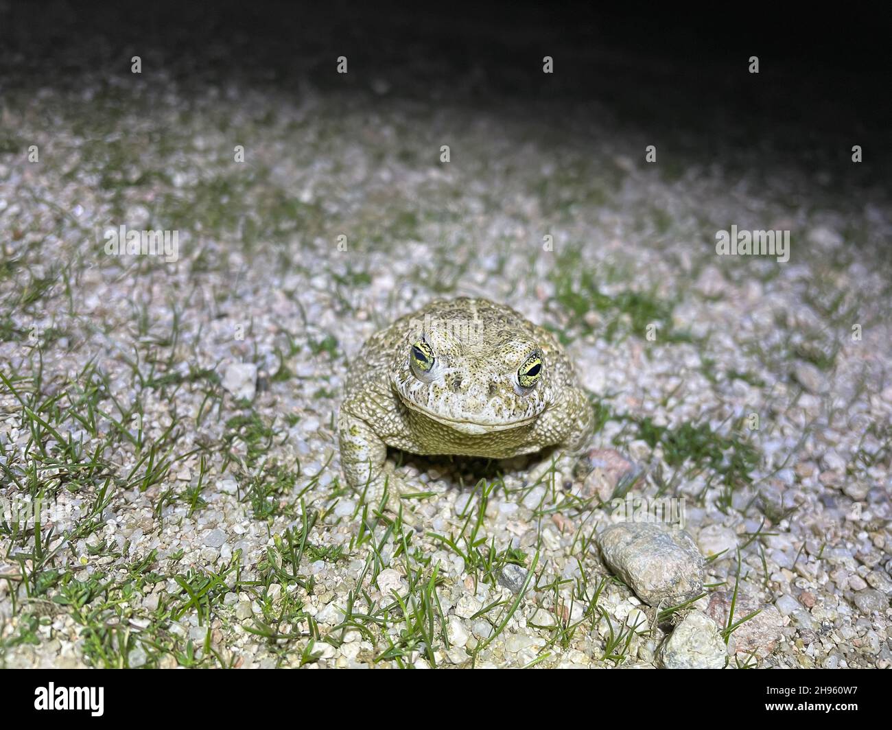 Runner toad in its natural habitat captured at night Stock Photo - Alamy