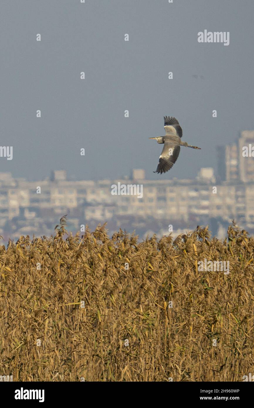 Flying over the cornfield hi-res stock photography and images - Alamy
