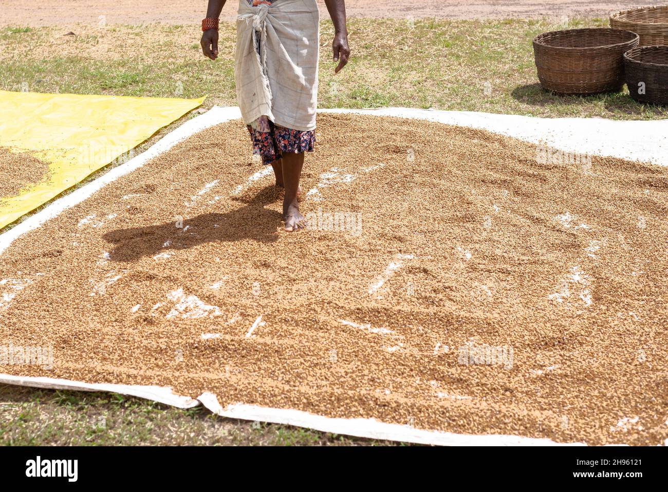 Traditional process of husking rice hi-res stock photography and images ...