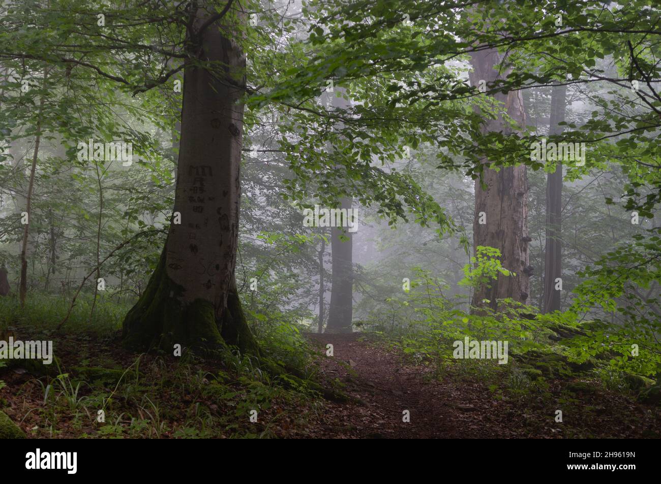 Walking trail through foggy deciduous forest Stock Photo - Alamy