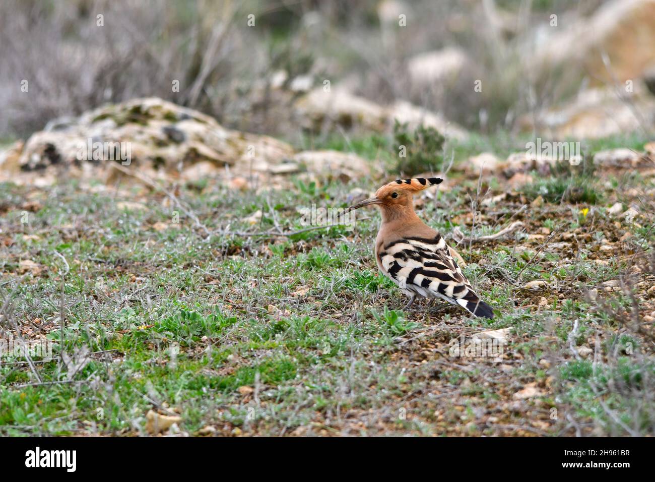 Upupa epops - The hoopoe is a species of bucerotiform bird in the ...