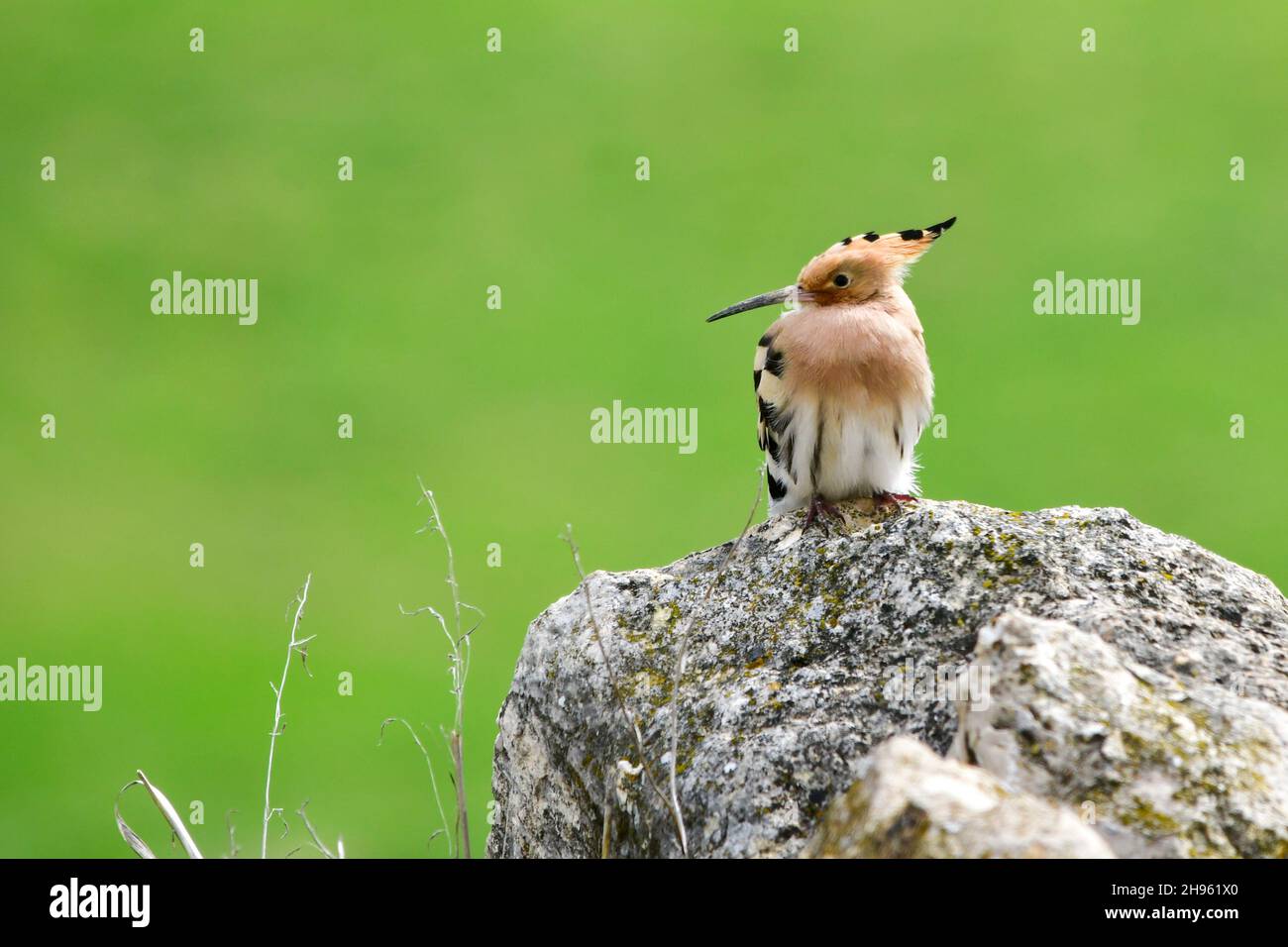 Upupa epops - The hoopoe is a species of bucerotiform bird in the ...