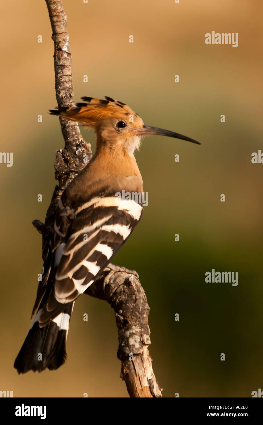 Upupa epops - The hoopoe is a species of bucerotiform bird in the ...