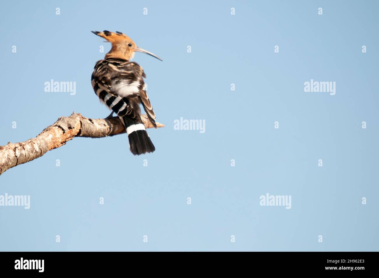Upupa epops - The hoopoe is a species of bucerotiform bird in the ...