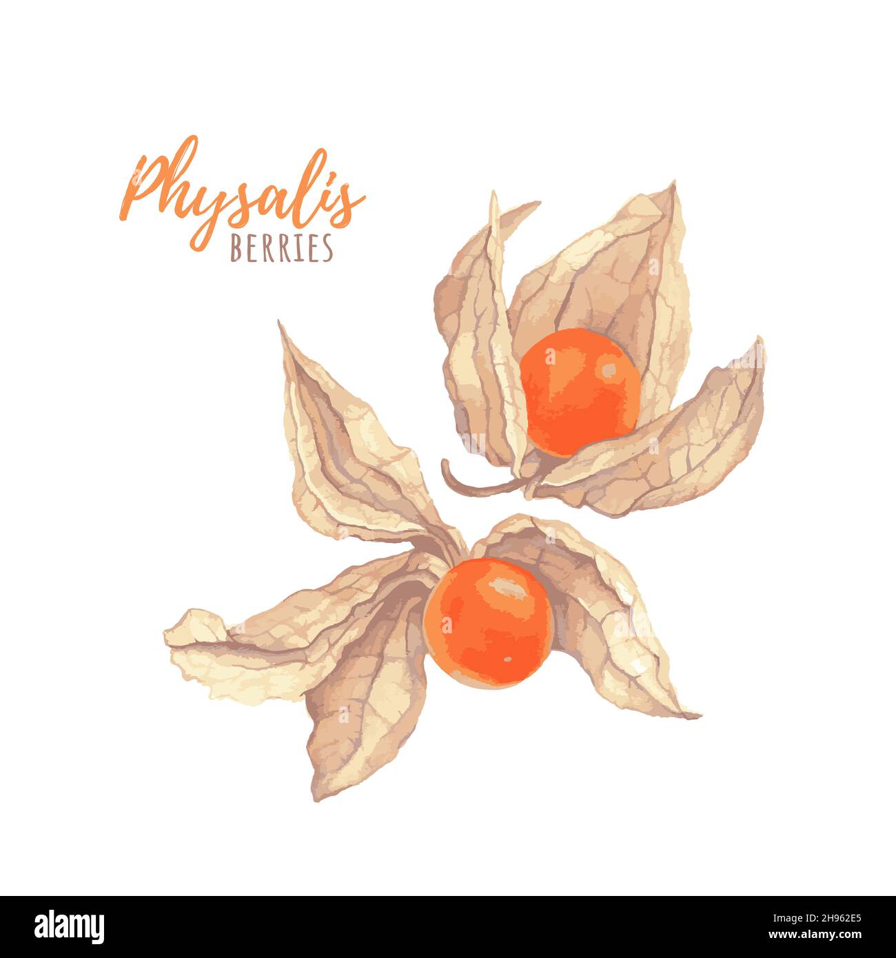 Physalis art Stock Vector Images - Alamy