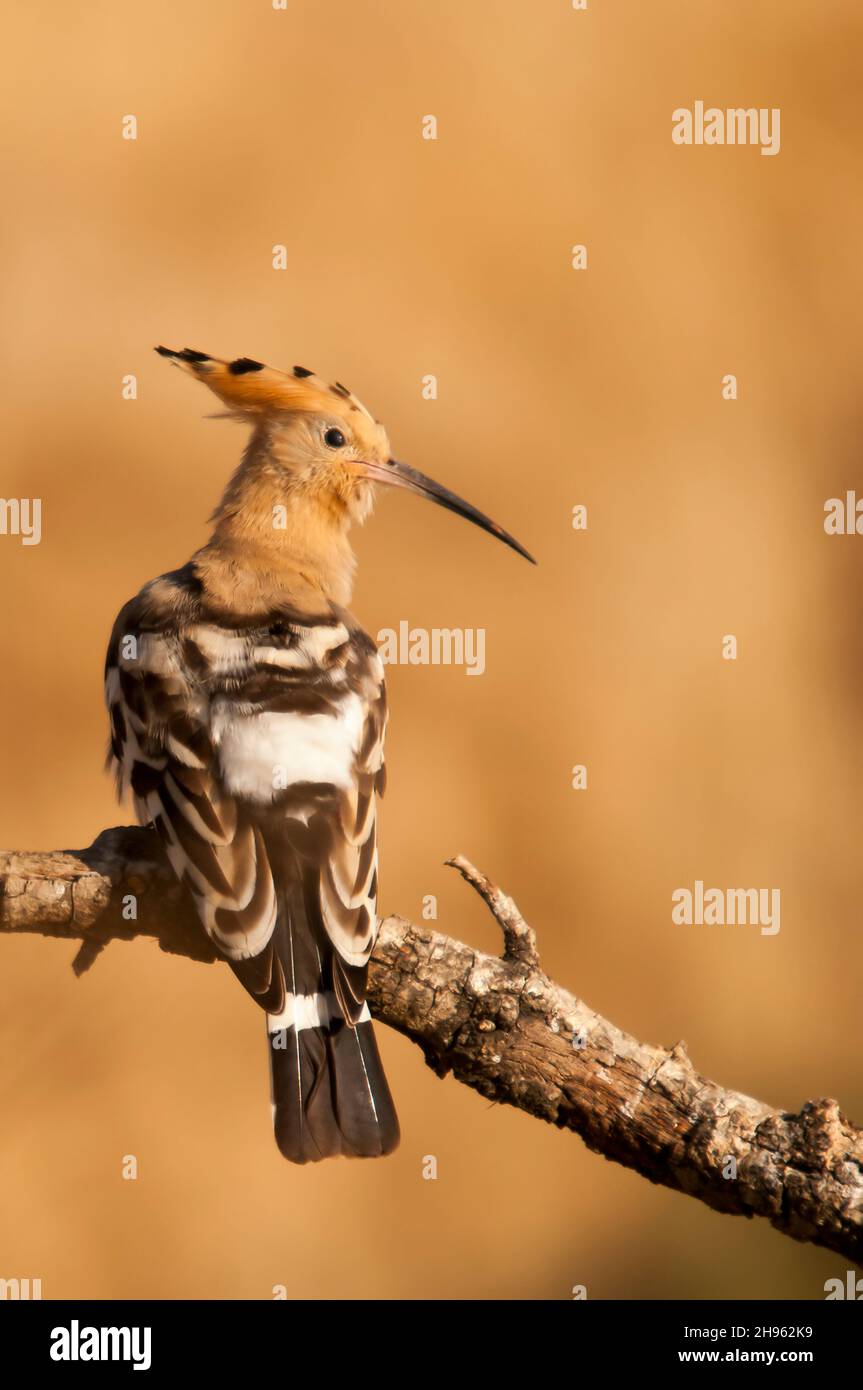 Upupa epops - The hoopoe is a species of bucerotiform bird in the ...