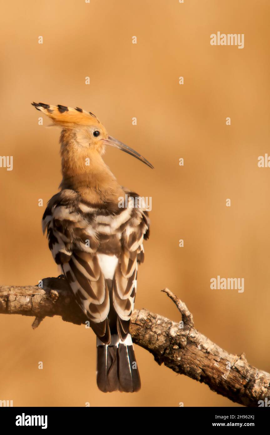 Upupa epops - The hoopoe is a species of bucerotiform bird in the ...