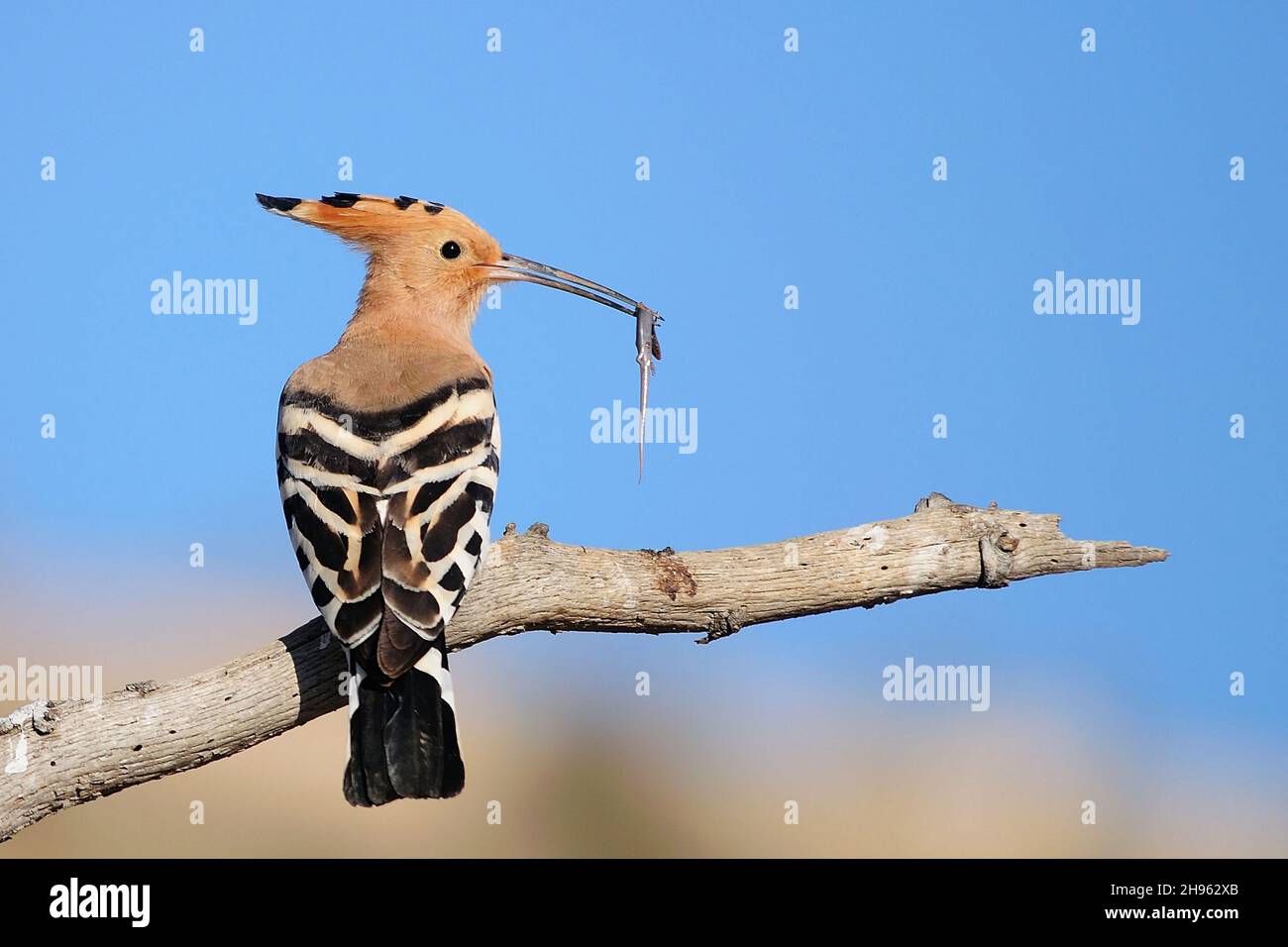 Upupa epops - The hoopoe is a species of bucerotiform bird in the ...
