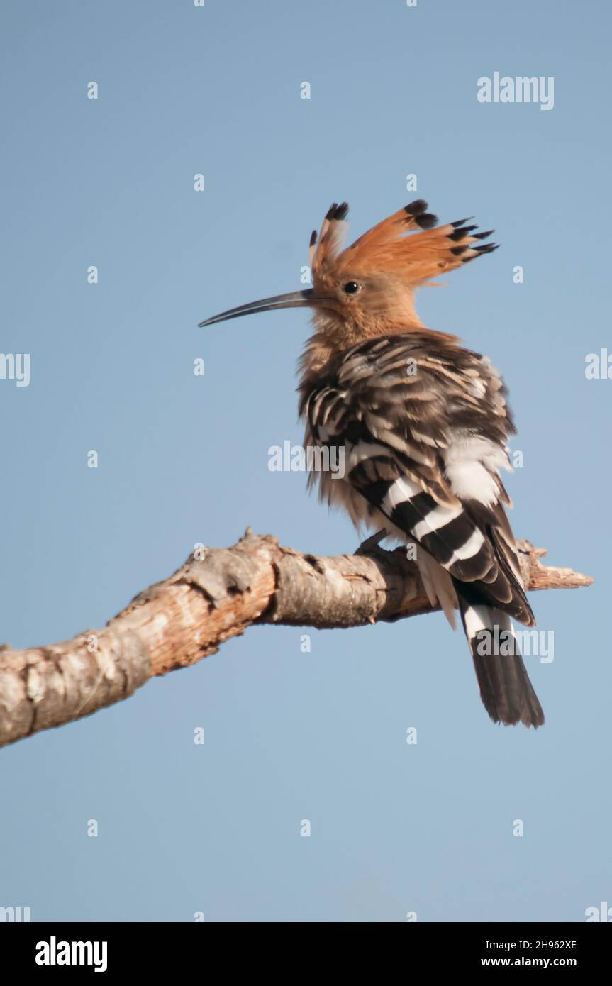 Upupa epops - The hoopoe is a species of bucerotiform bird in the ...
