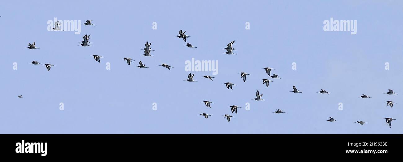 Recurvirostra avosetta - The common avocet is a species of caradriform ...