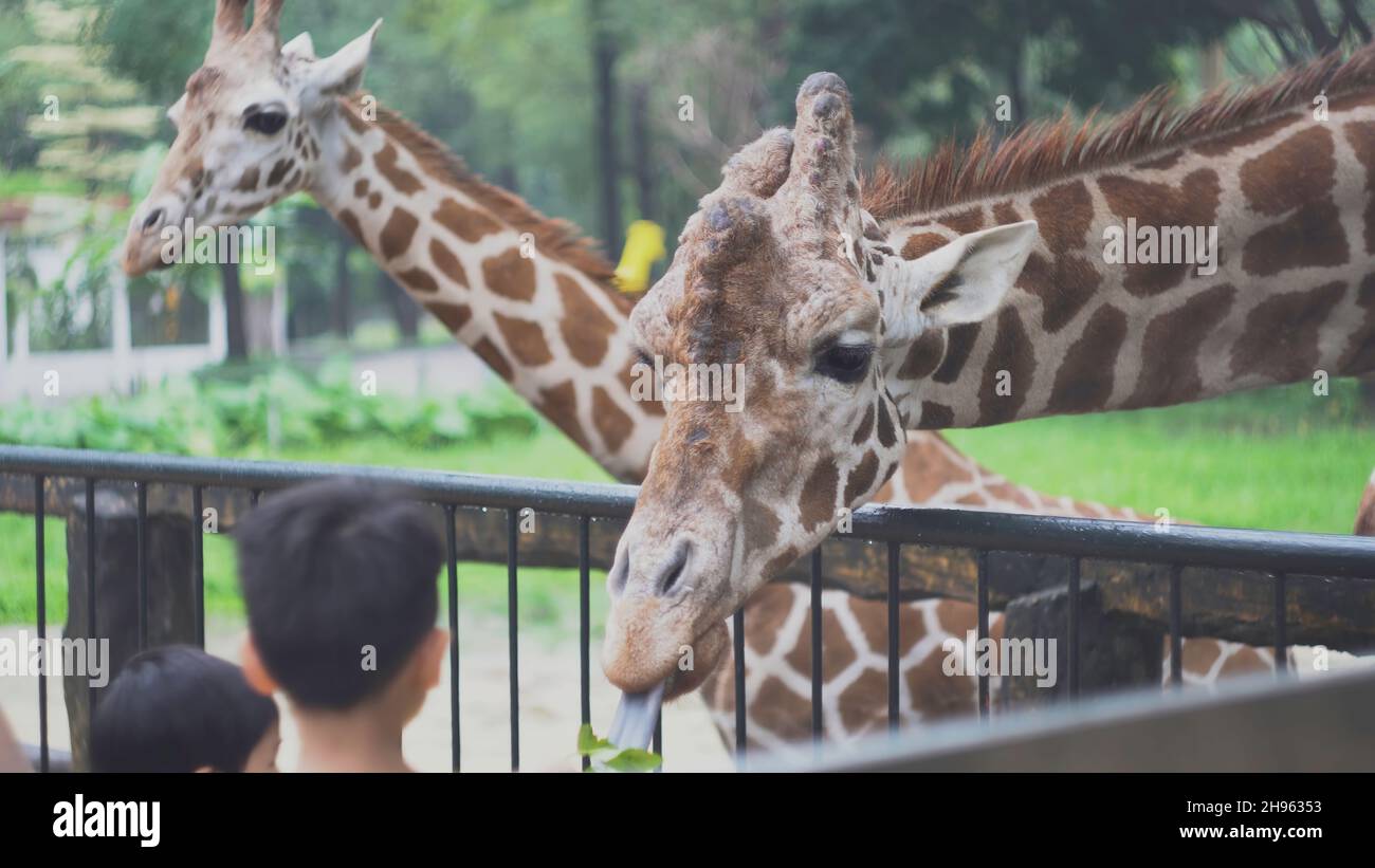 Children feed giraffes with leaves at zoo. Media. Beautiful cute ...