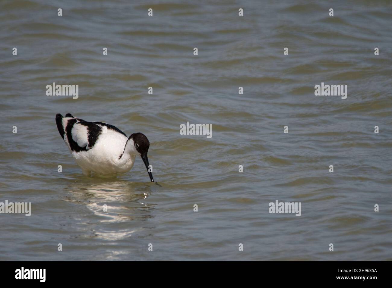 Recurvirostra avosetta - The common avocet is a species of caradriform ...
