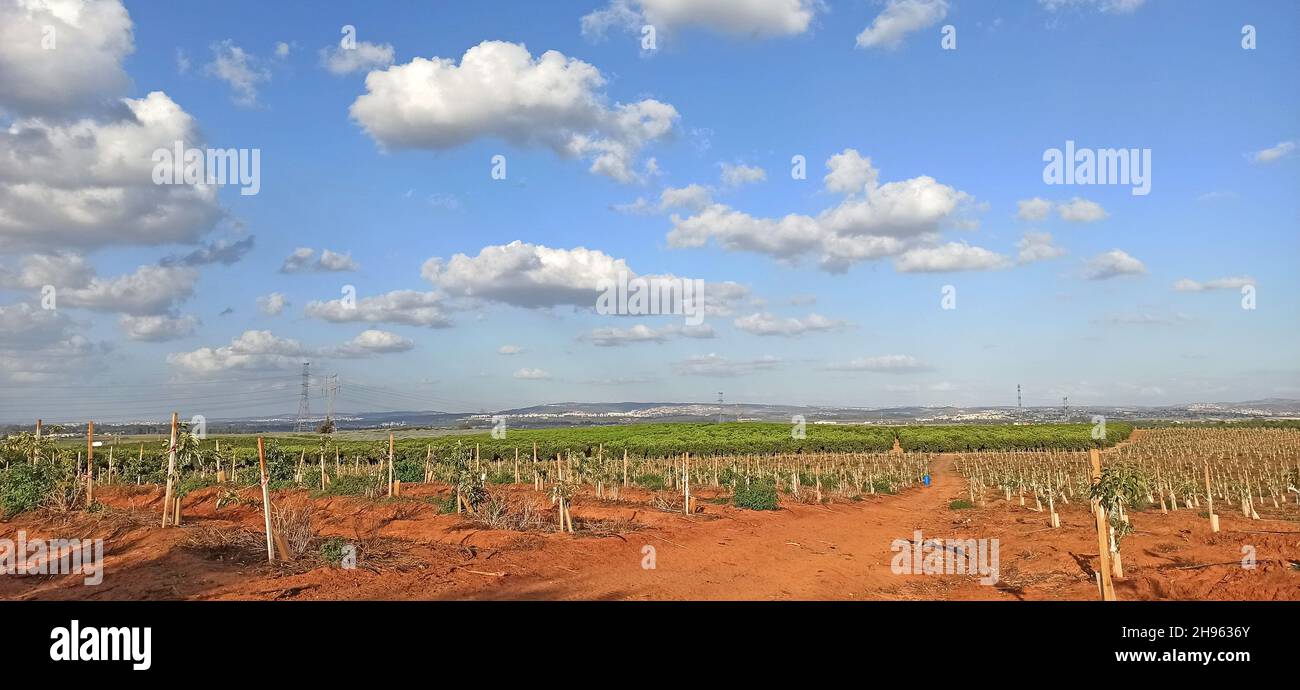 Avocado trees in Israel Plantation Stock Photo - Alamy