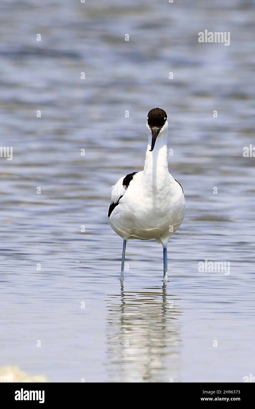 Recurvirostra avosetta - The common avocet is a species of caradriform ...