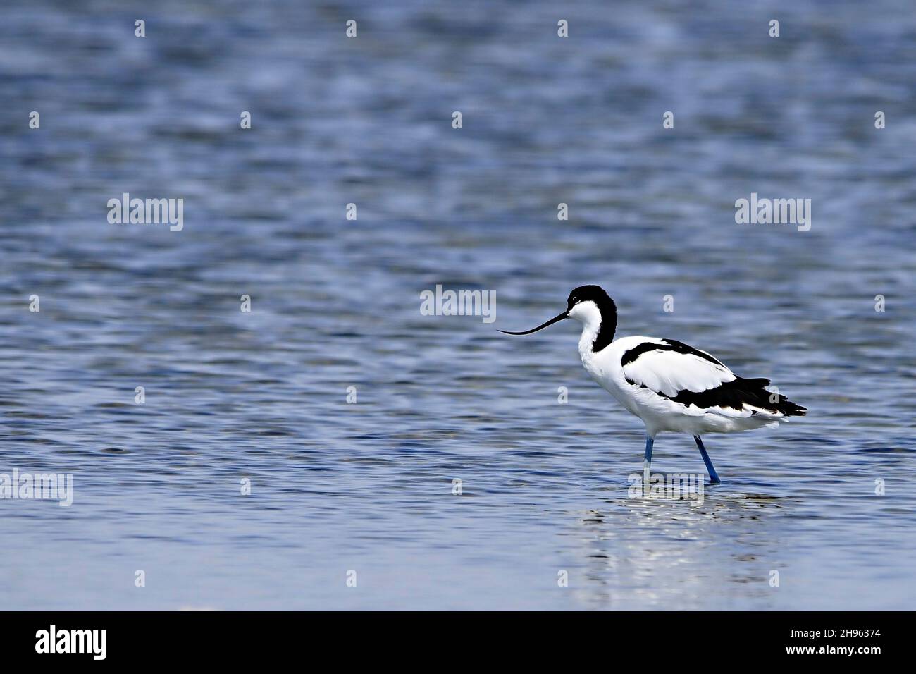 Recurvirostra avosetta - The common avocet is a species of caradriform ...