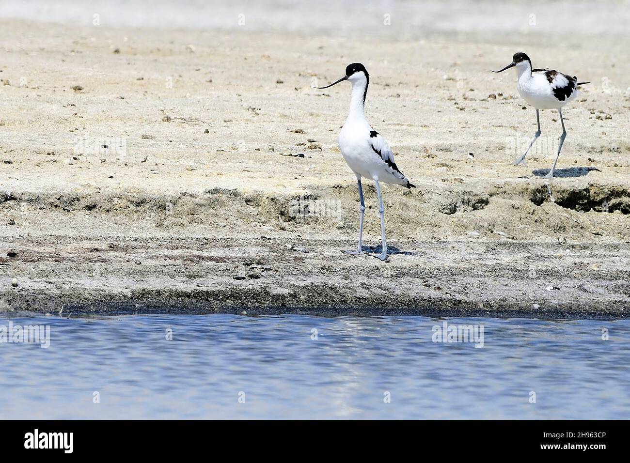 Recurvirostra avosetta - The common avocet is a species of caradriform ...