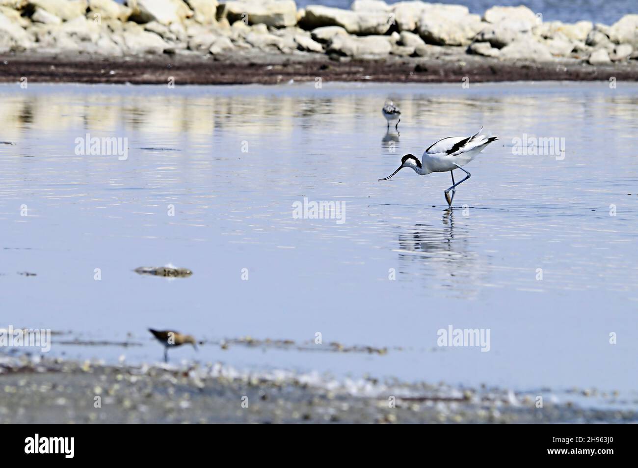 Recurvirostra avosetta - The common avocet is a species of caradriform ...