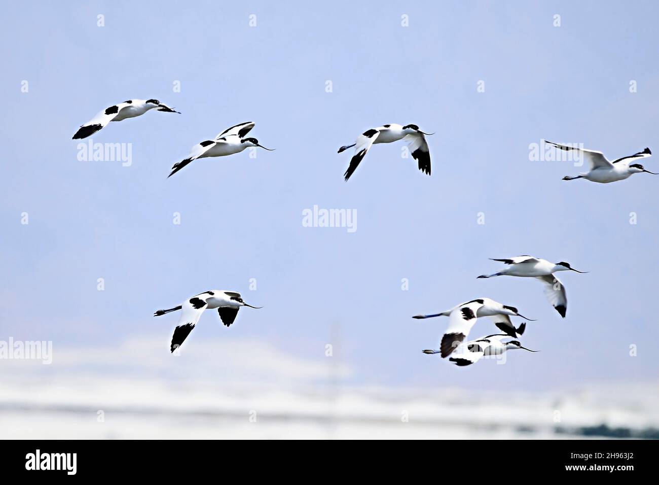 Recurvirostra avosetta - The common avocet is a species of caradriform ...