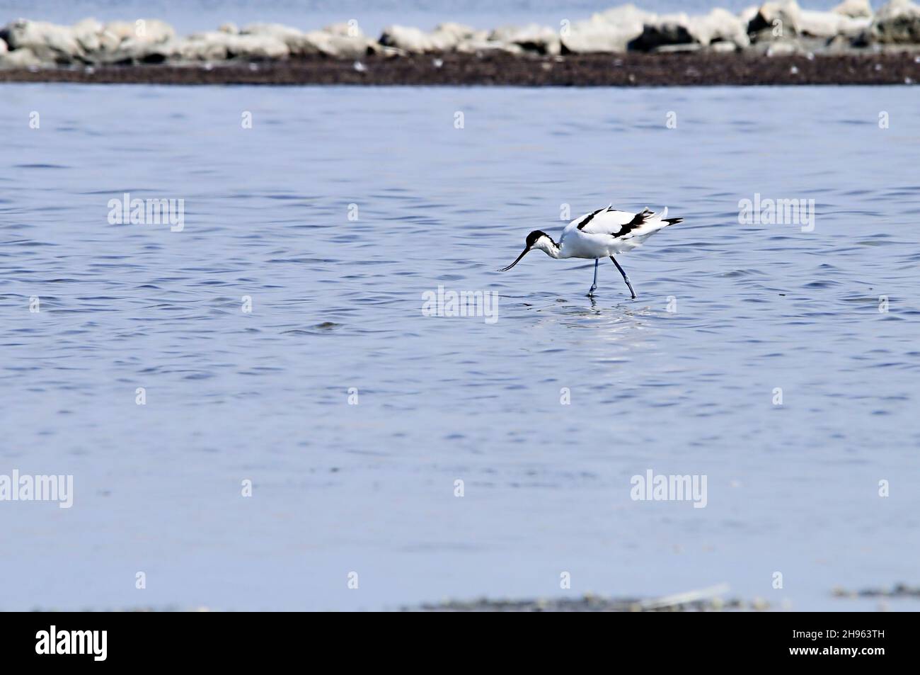 Recurvirostra avosetta - The common avocet is a species of caradriform ...