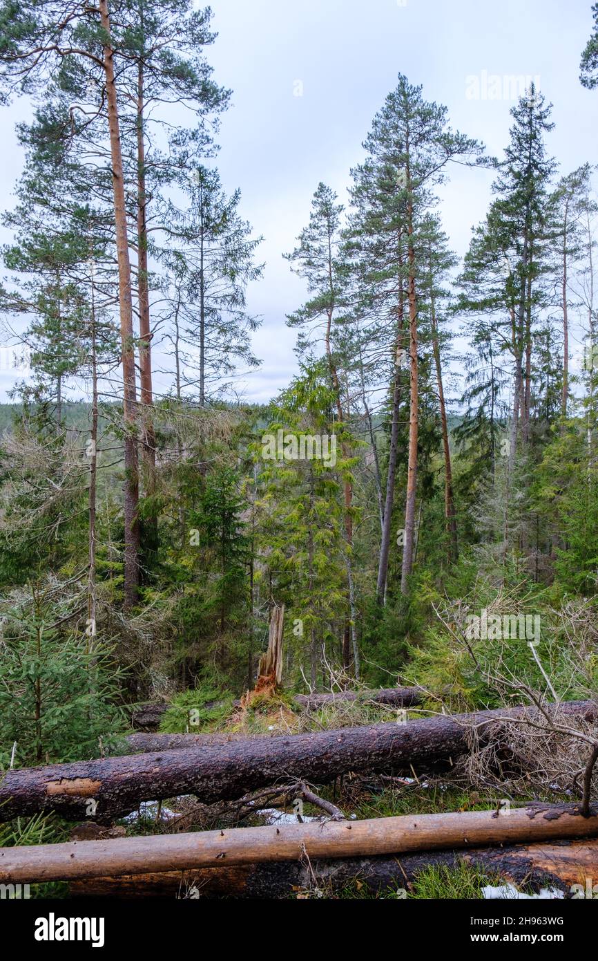 dry fallen tree trunks in old forest in autumn sunny day Stock Photo ...