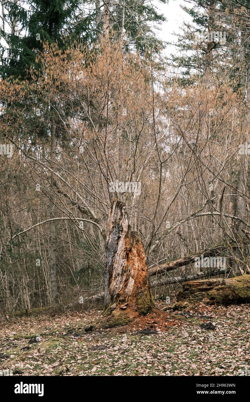 dry fallen tree trunks in old forest in autumn sunny day Stock Photo ...