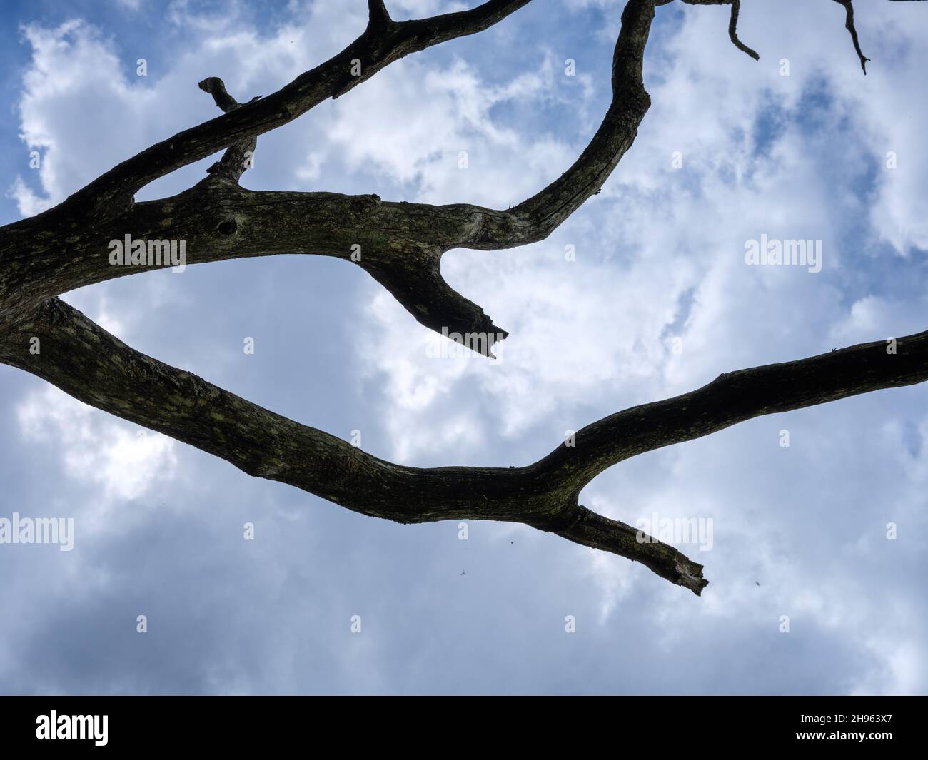 dry fallen tree trunks in old forest in autumn sunny day Stock Photo ...