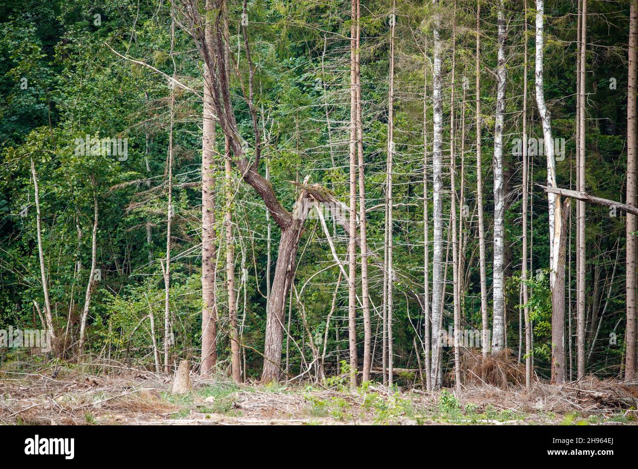 dark and moody spruce tree forest in autumn with tree trunks Stock ...