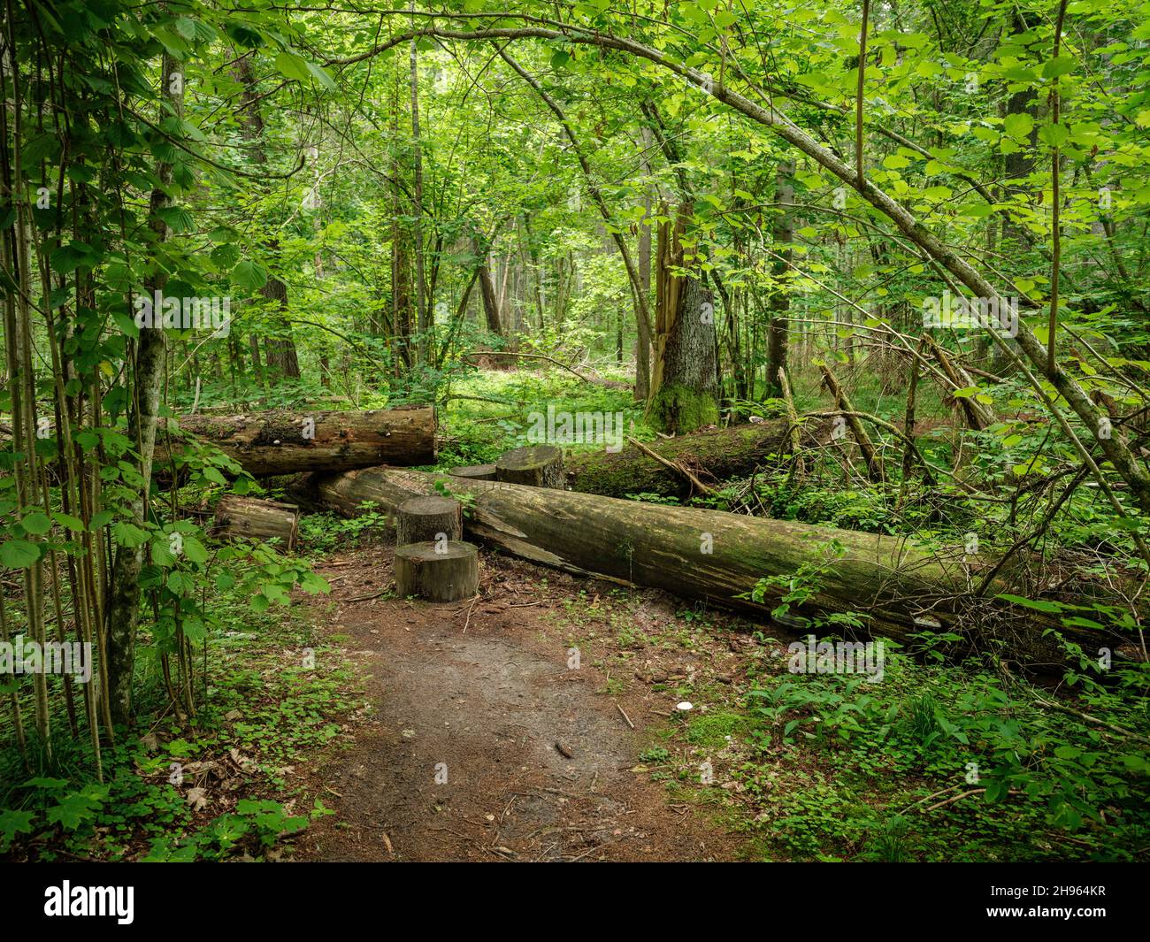 dry fallen tree trunks in old forest in autumn sunny day Stock Photo ...