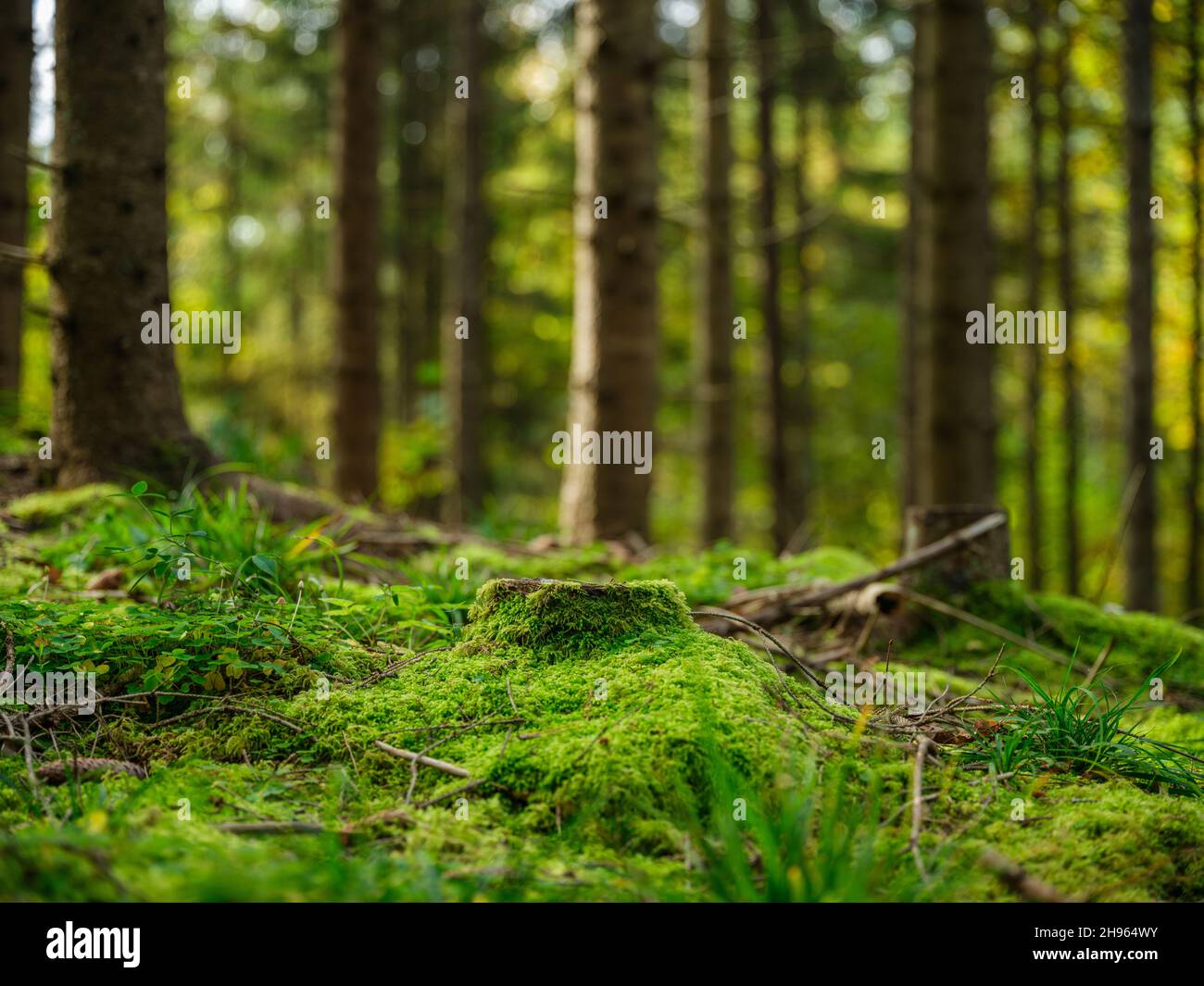 dark and moody spruce tree forest in autumn with tree trunks Stock ...