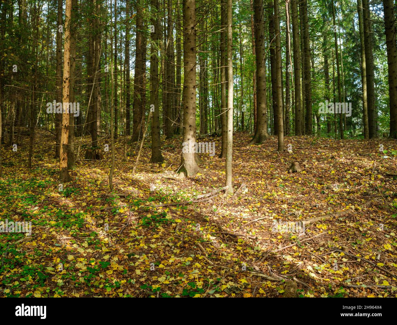 dark and moody spruce tree forest in autumn with tree trunks Stock ...