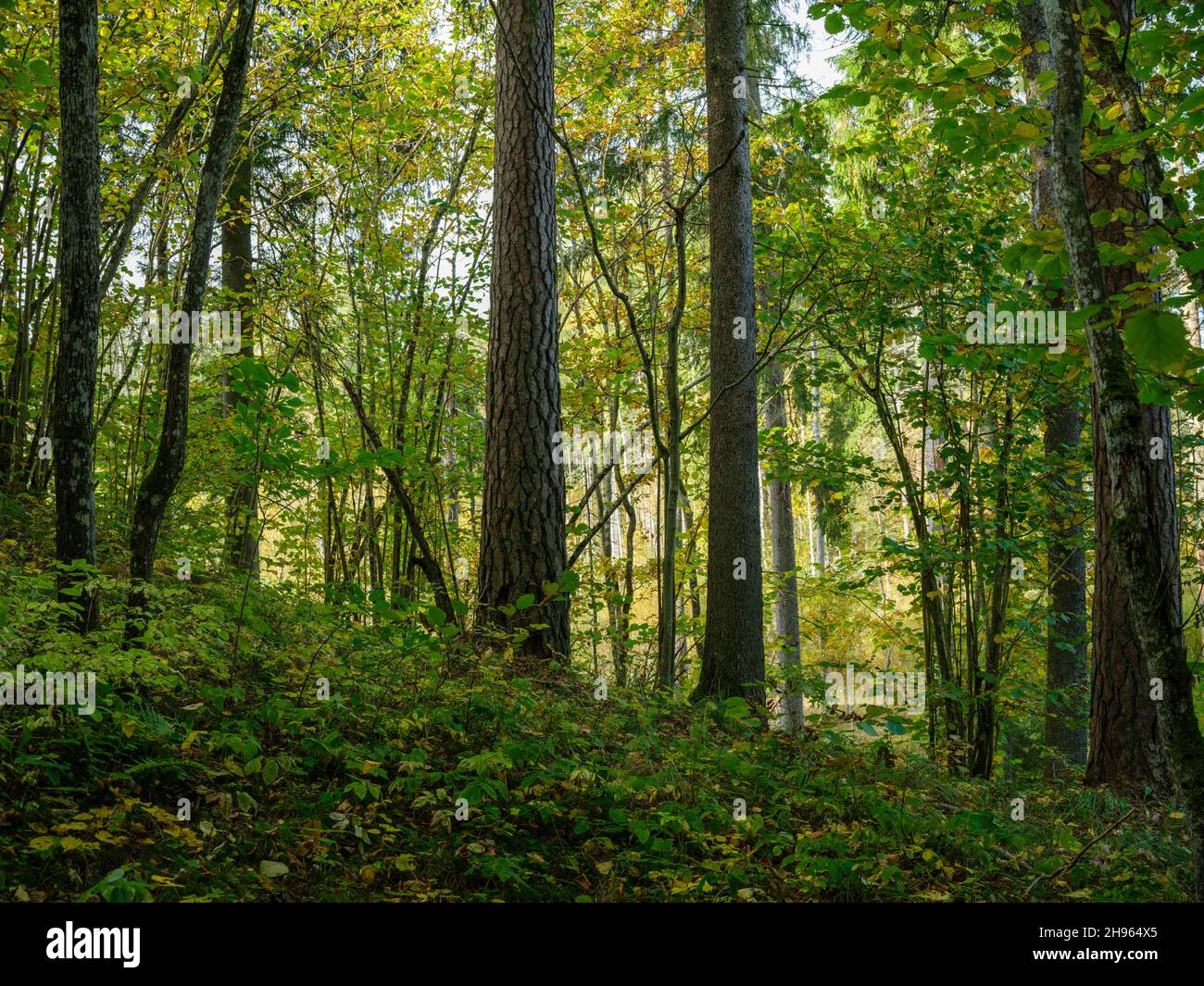 dark and moody spruce tree forest in autumn with tree trunks Stock ...