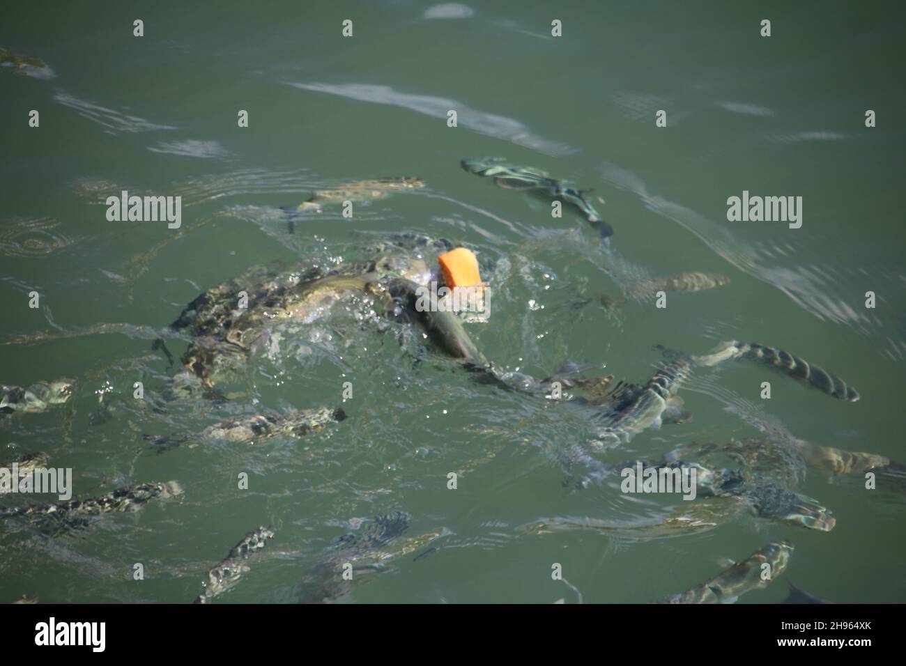 fish feeding on bread in a marina Stock Photo - Alamy