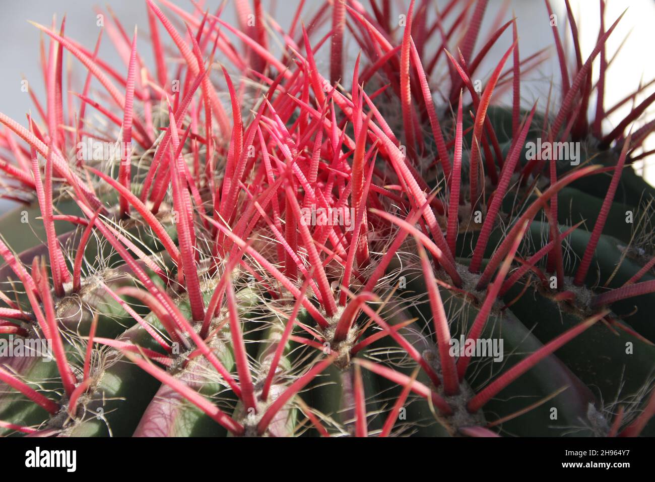 Islands plants red hi-res stock photography and images - Alamy