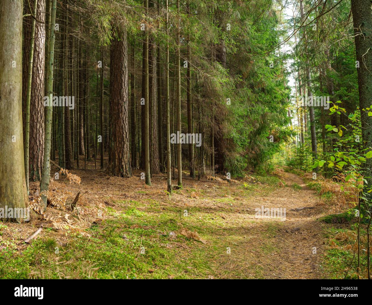 dark and moody spruce tree forest in autumn with tree trunks Stock ...