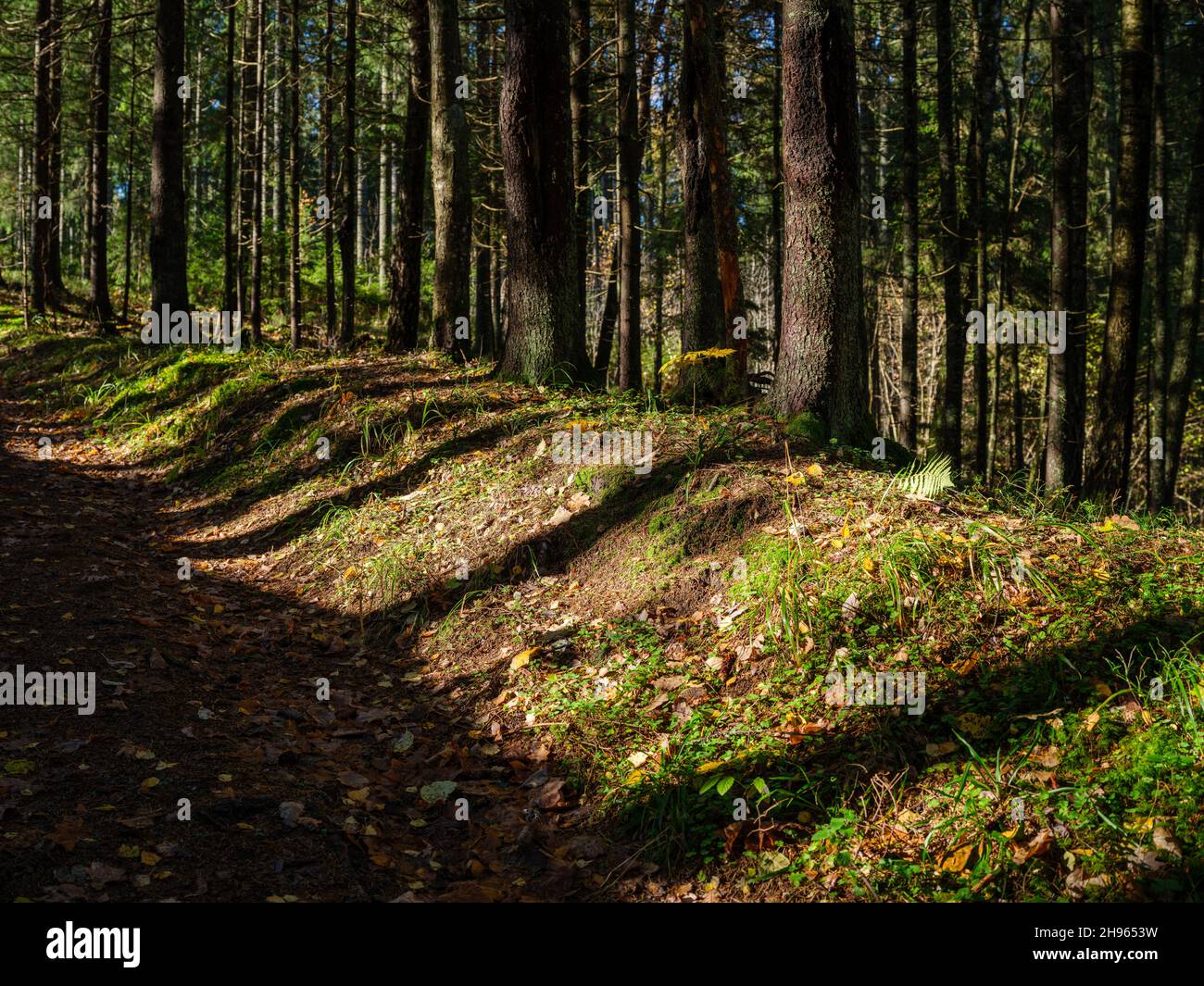 dark and moody spruce tree forest in autumn with tree trunks Stock ...