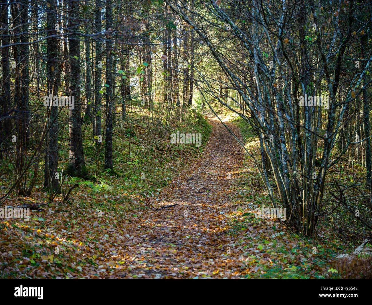 dark and moody spruce tree forest in autumn with tree trunks Stock ...