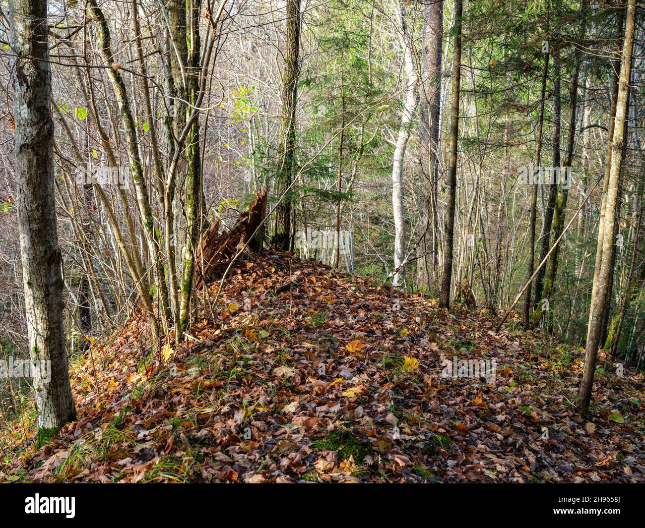 dark and moody spruce tree forest in autumn with tree trunks Stock ...