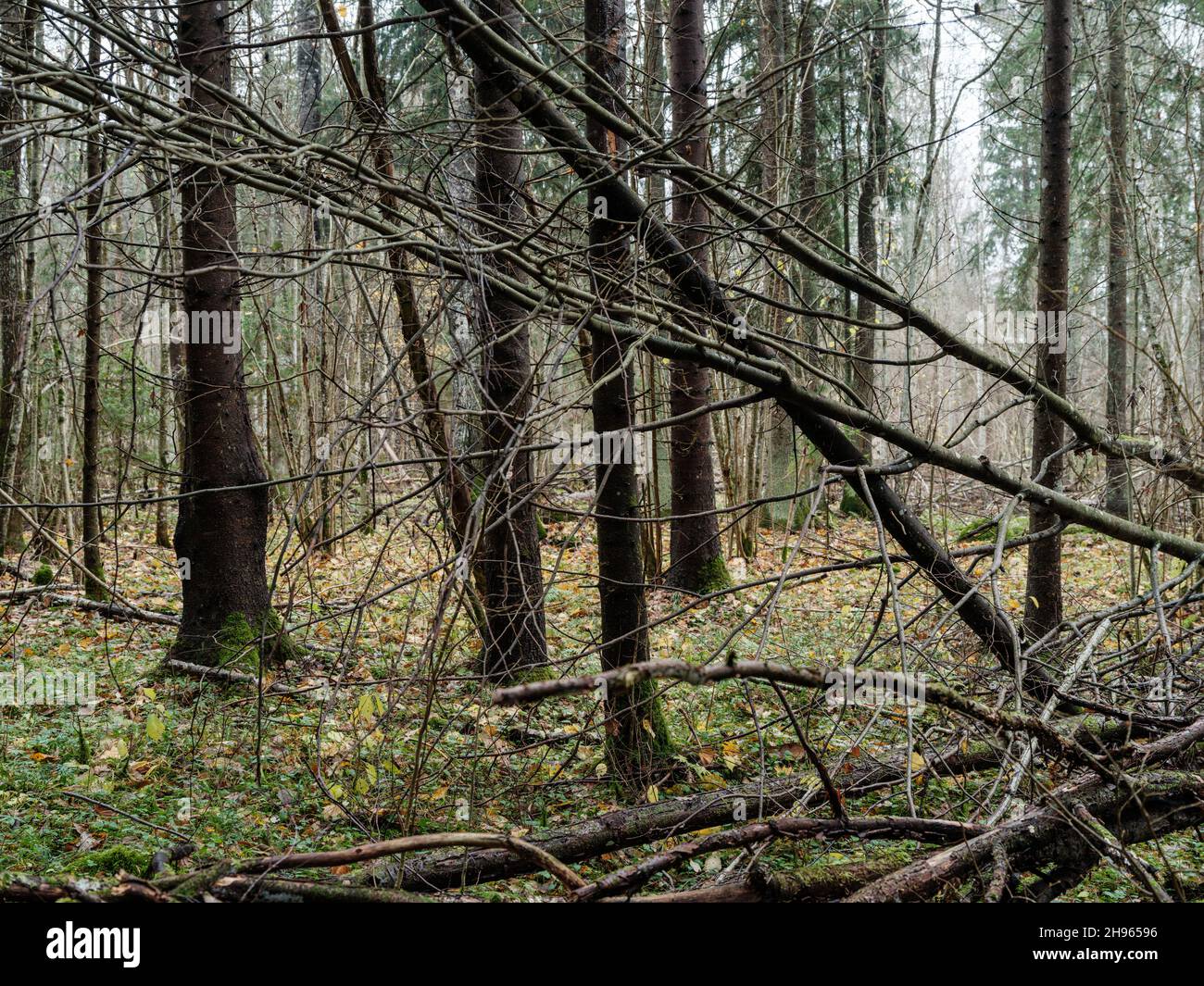 dark and moody spruce tree forest in autumn with tree trunks Stock ...