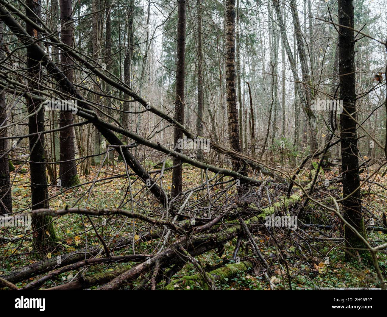 dark and moody spruce tree forest in autumn with tree trunks Stock ...