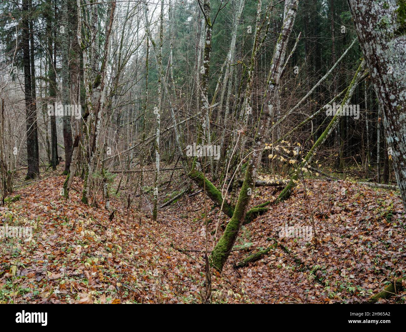 dark and moody spruce tree forest in autumn with tree trunks Stock ...