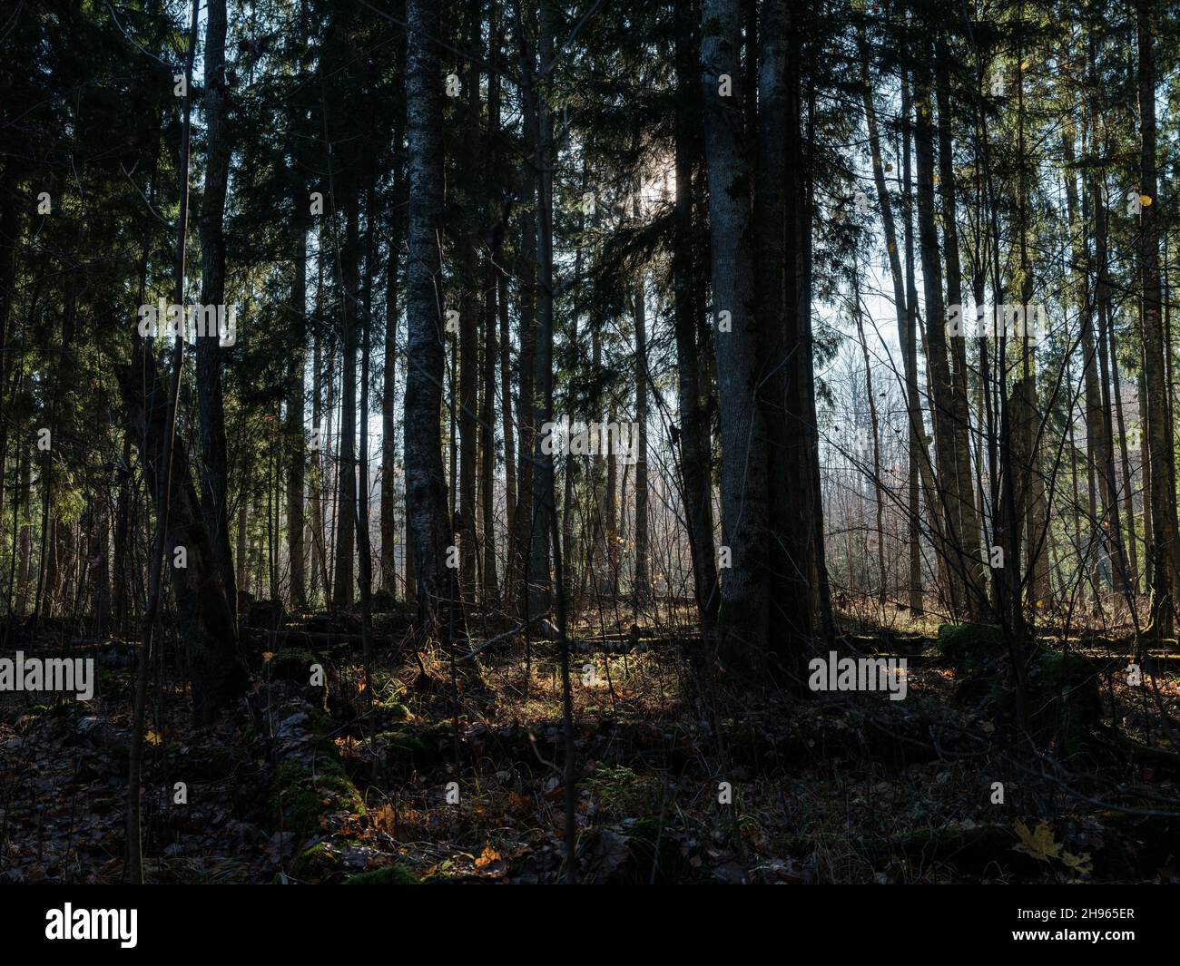 dark and moody spruce tree forest in autumn with tree trunks Stock ...