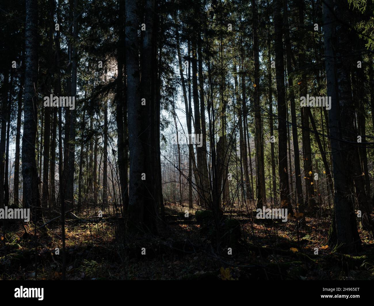 dark and moody spruce tree forest in autumn with tree trunks Stock ...